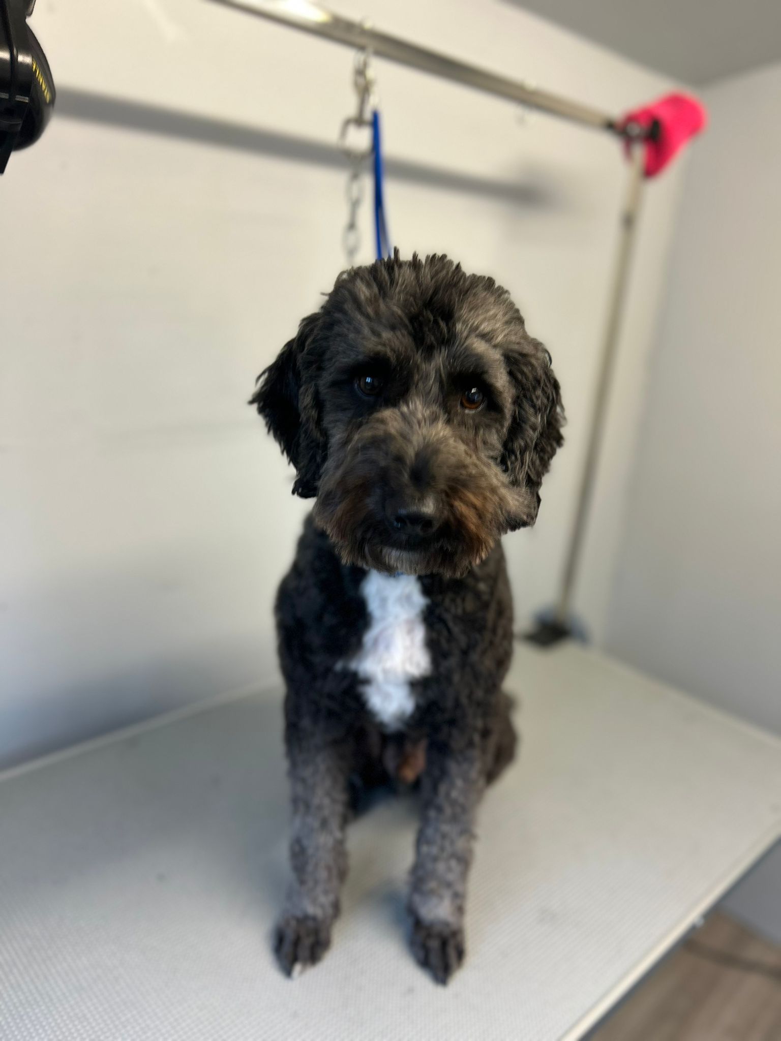 Services – Fleur & Fur | Dog Grooming